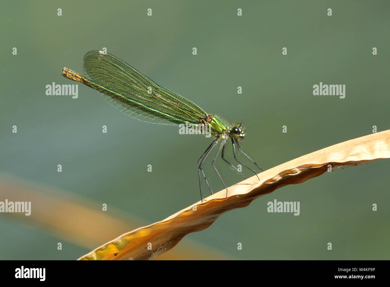 A pretty female Banded Demoiselle Dragonfly, Calopteryx splendens ...