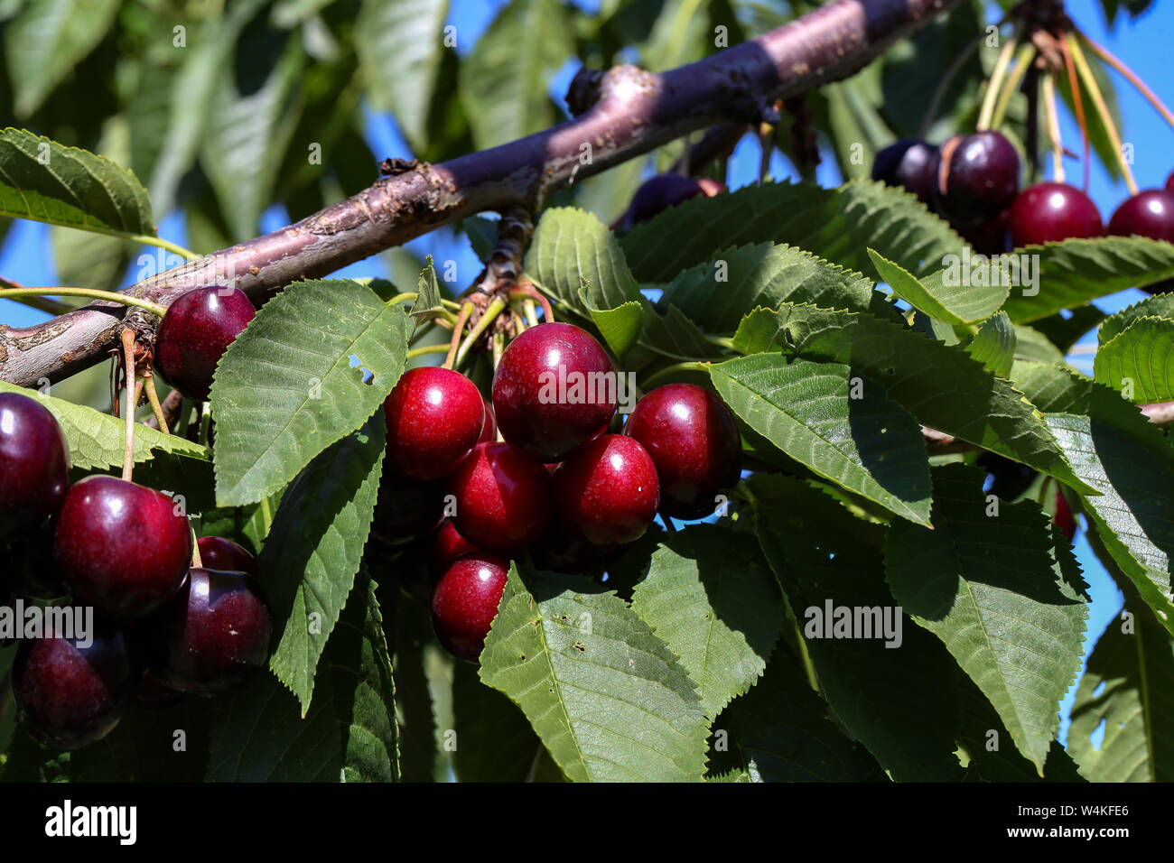 Cherries hanging on a cherry tree branch Stock Photo - Alamy