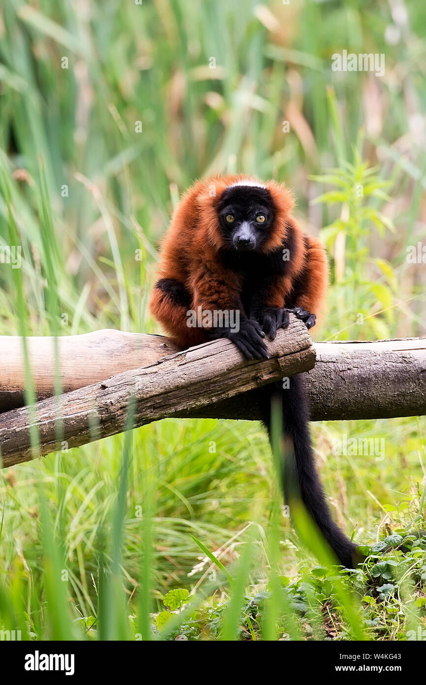 Red ruffed lemur on a tree Stock Photo - Alamy