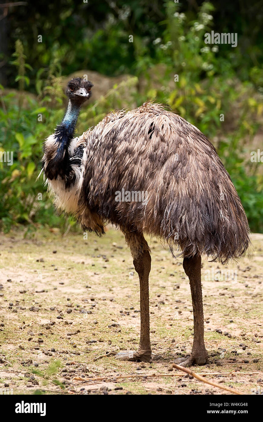 Dromaius in a clearing Stock Photo - Alamy