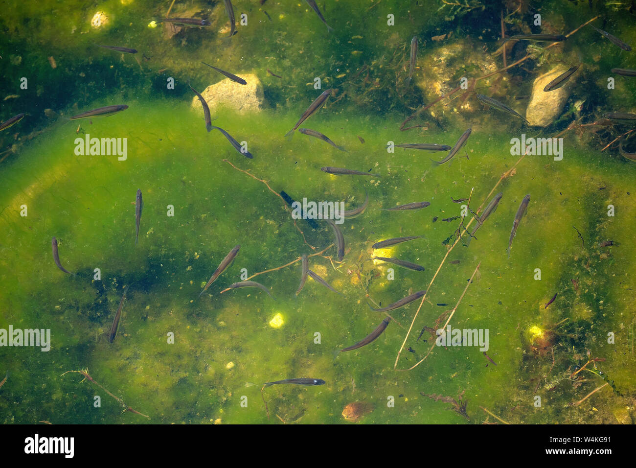 Small roach swimming water hi-res stock photography and images - Alamy