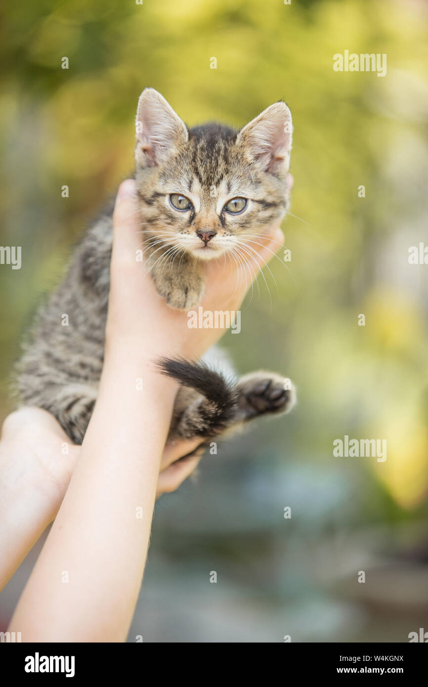 Little cat in the hands of the little kid Stock Photo - Alamy