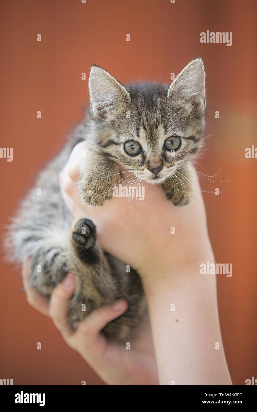 Little cat in the hands of the little kid Stock Photo - Alamy