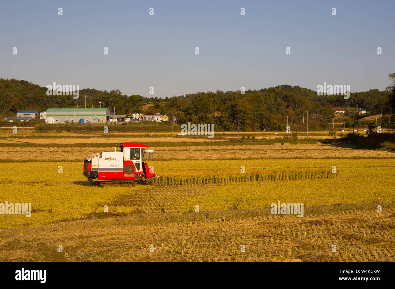 rice harvesting field by tractor Stock Photo - Alamy