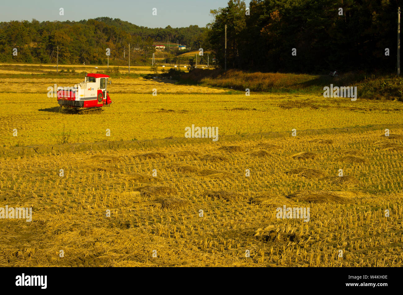 rice harvesting field by tractor Stock Photo - Alamy