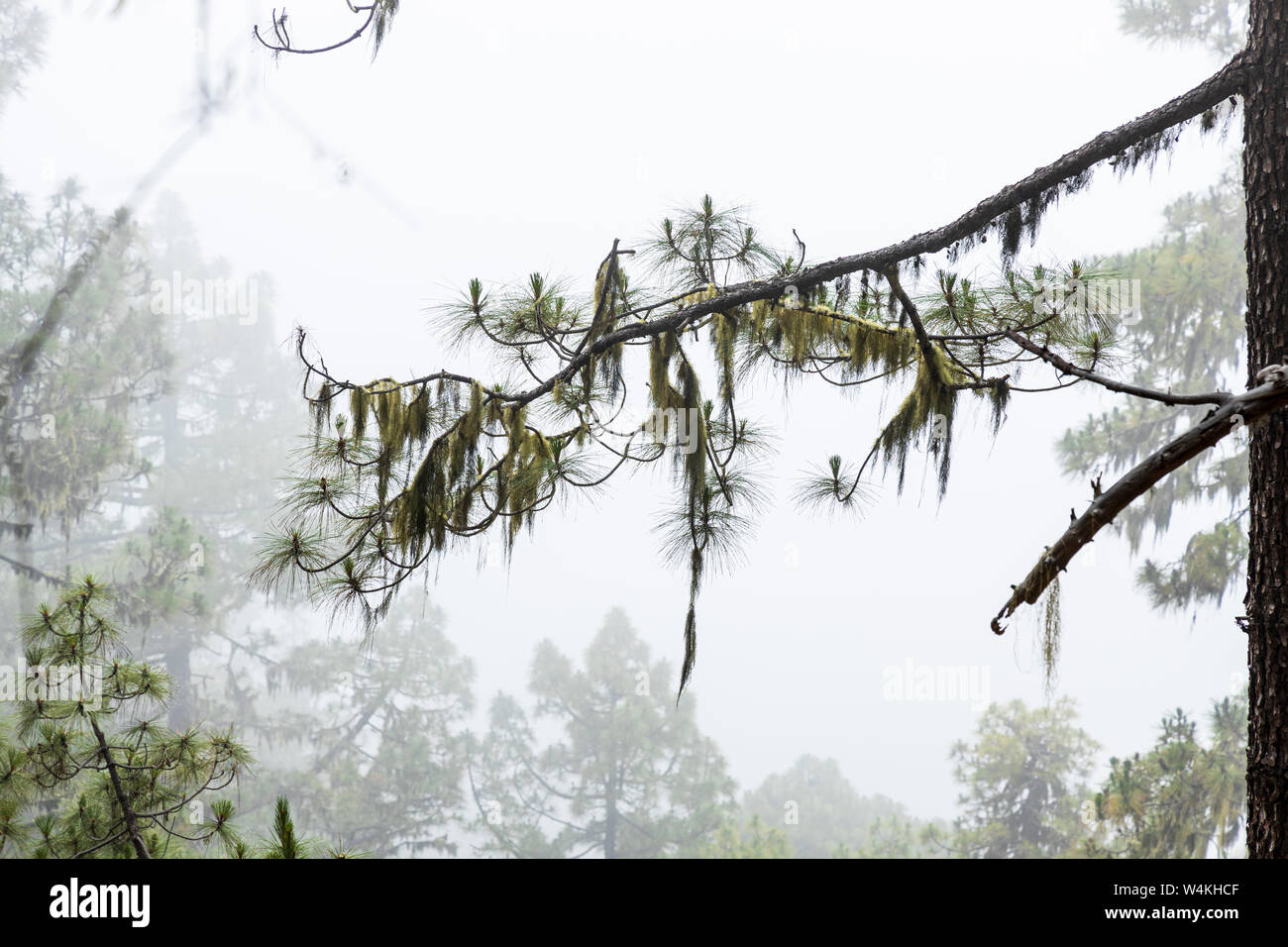 Spooky moss forest hi-res stock photography and images - Alamy