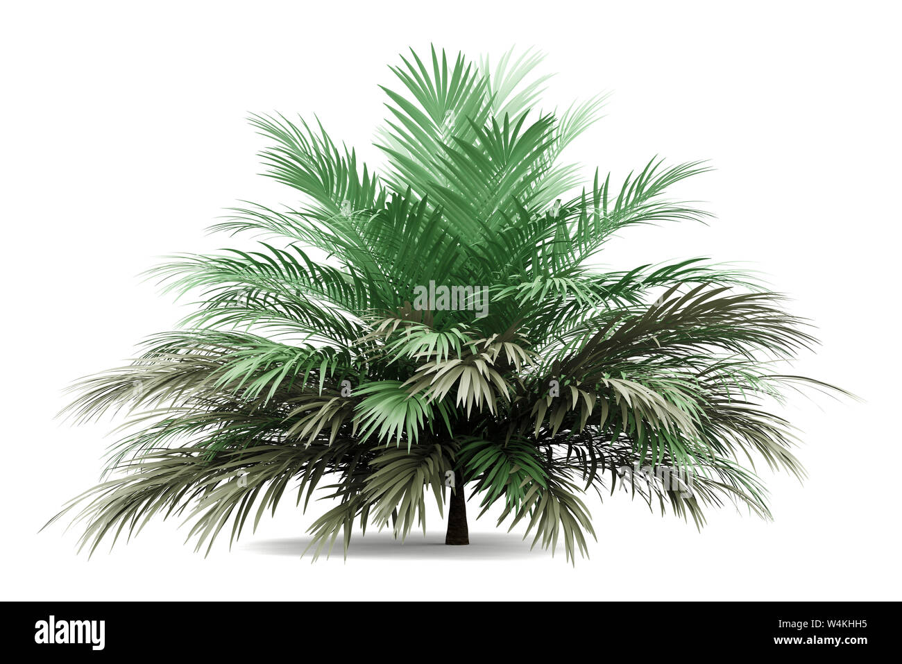 butia palm tree isolated on white background. 3d illustration Stock ...