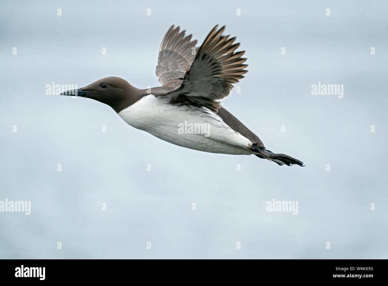 Common murre nest hi-res stock photography and images - Alamy