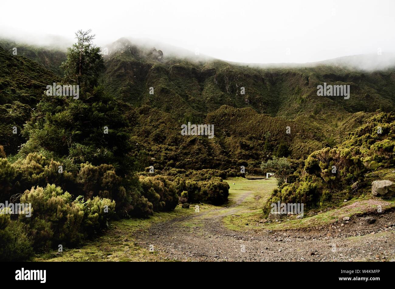 Curvy pathway in the middle of the forest with a mountain in the ...