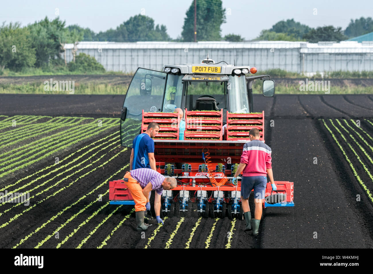 Labour intensive farming hi-res stock photography and images - Alamy
