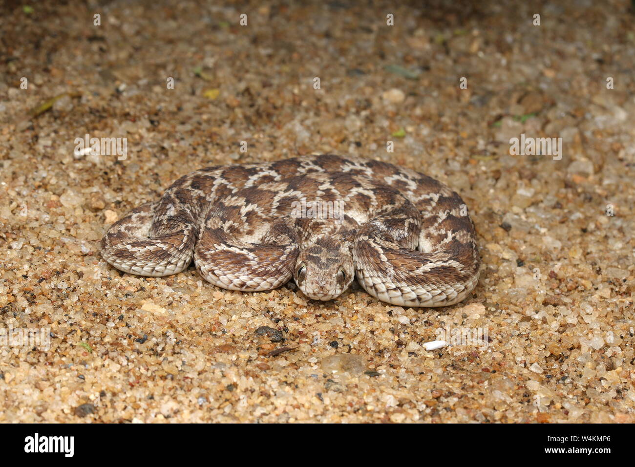 Indian saw scaled viper hi-res stock photography and images - Alamy