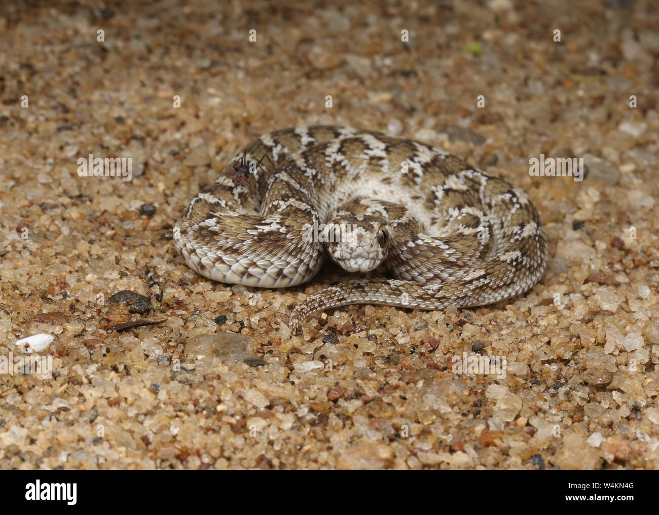 Saw-Scaled Viper, Echis carinatus a venomous snake in Sri Lanka and ...
