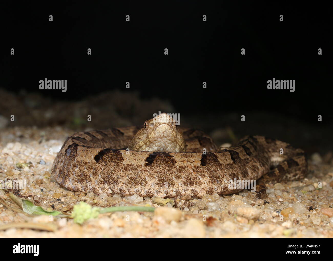 Oriental hump nosed viper hi-res stock photography and images - Alamy
