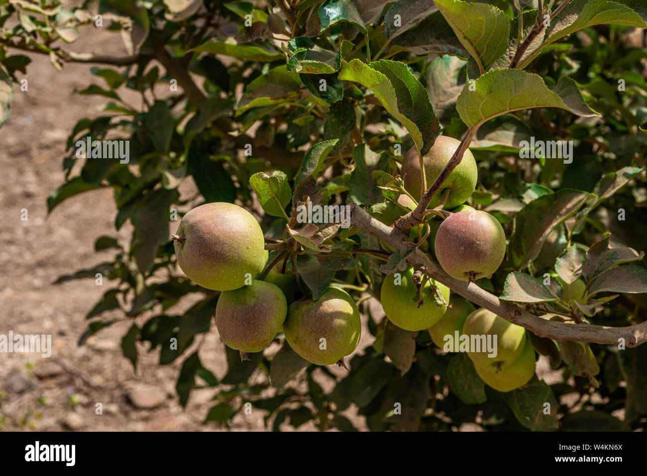 Young apple trees in plantation Stock Photo - Alamy