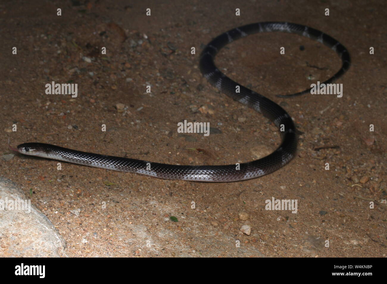 Common Krait , Sri Lankan Krait, Black Krait,Bungarus ceylonicus Stock ...
