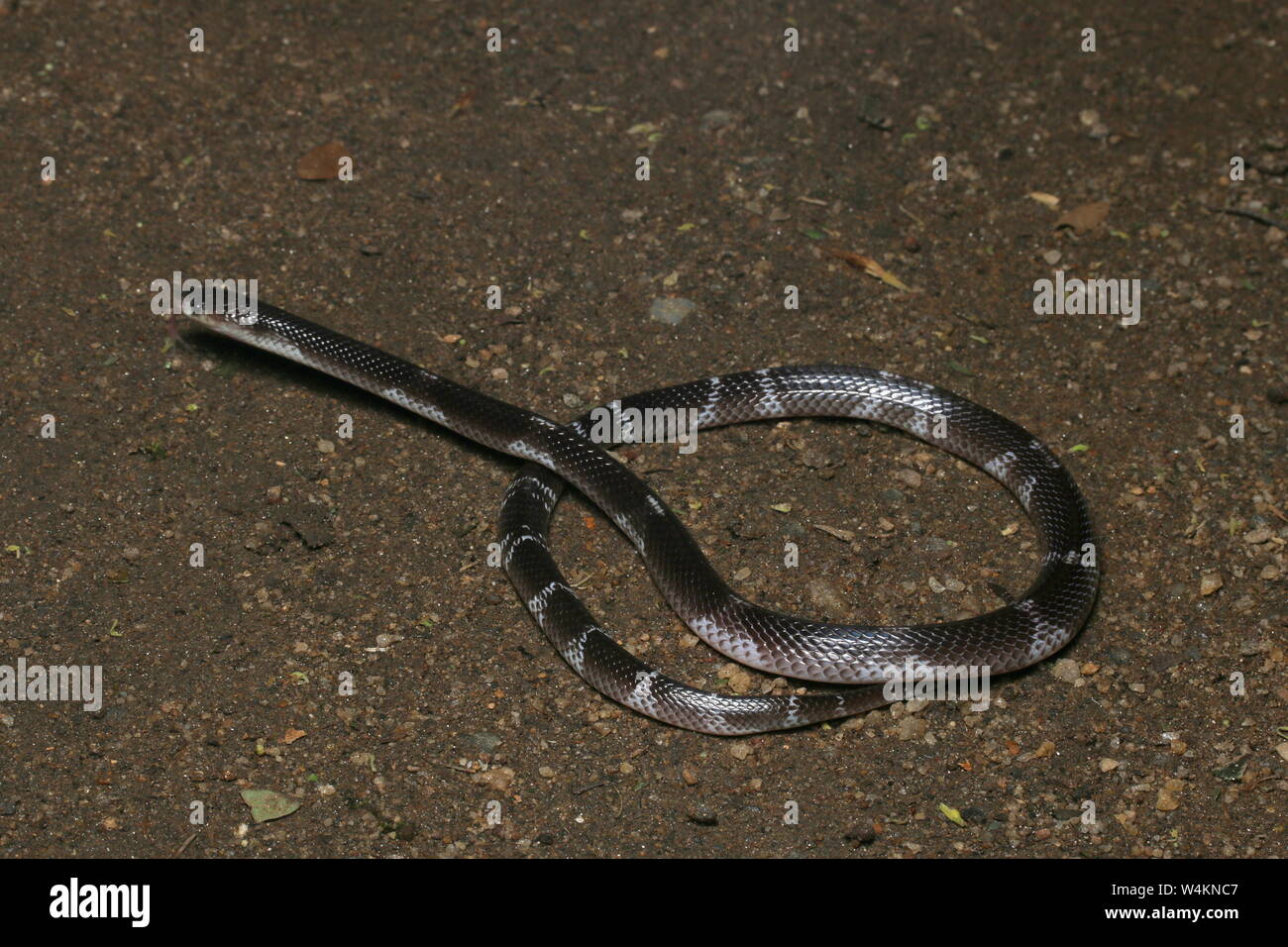 Southern Indian Krait