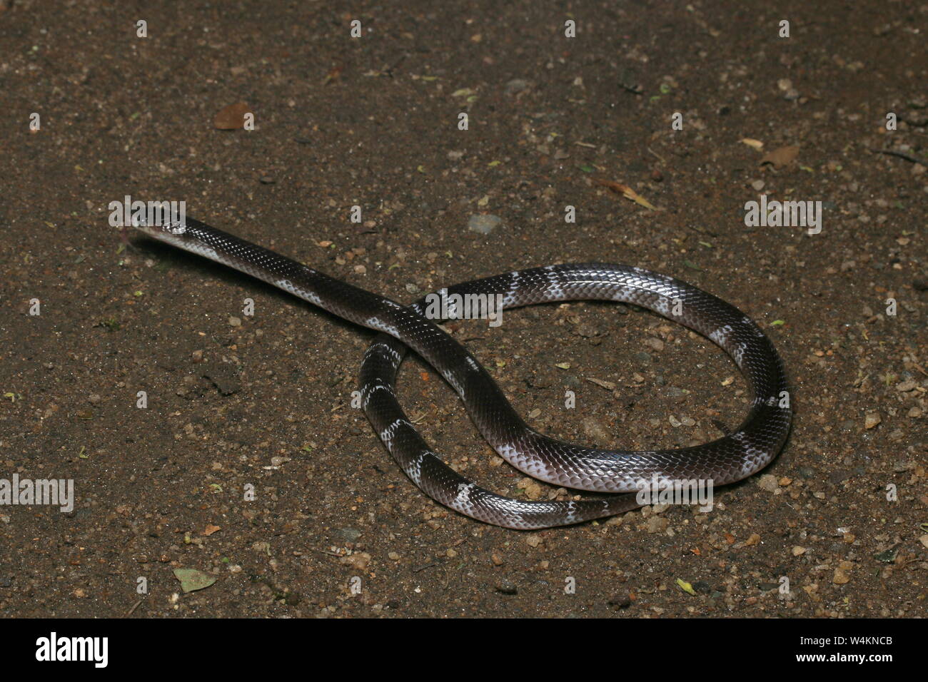 Common Krait , Sri Lankan Krait Stock Photo - Alamy