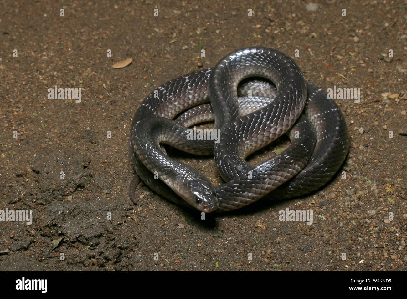 Common krait snake hi-res stock photography and images - Alamy