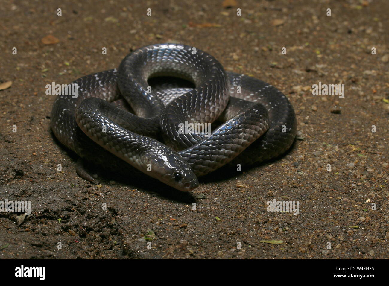 Common Krait , Sri Lankan Krait, Black Krait,Bungarus ceylonicus Stock ...