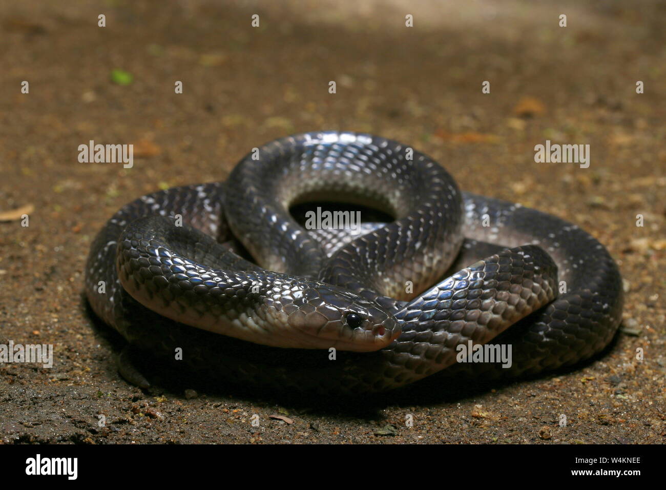 Common Krait , Sri Lankan Krait, Black Krait,Bungarus ceylonicus Stock ...