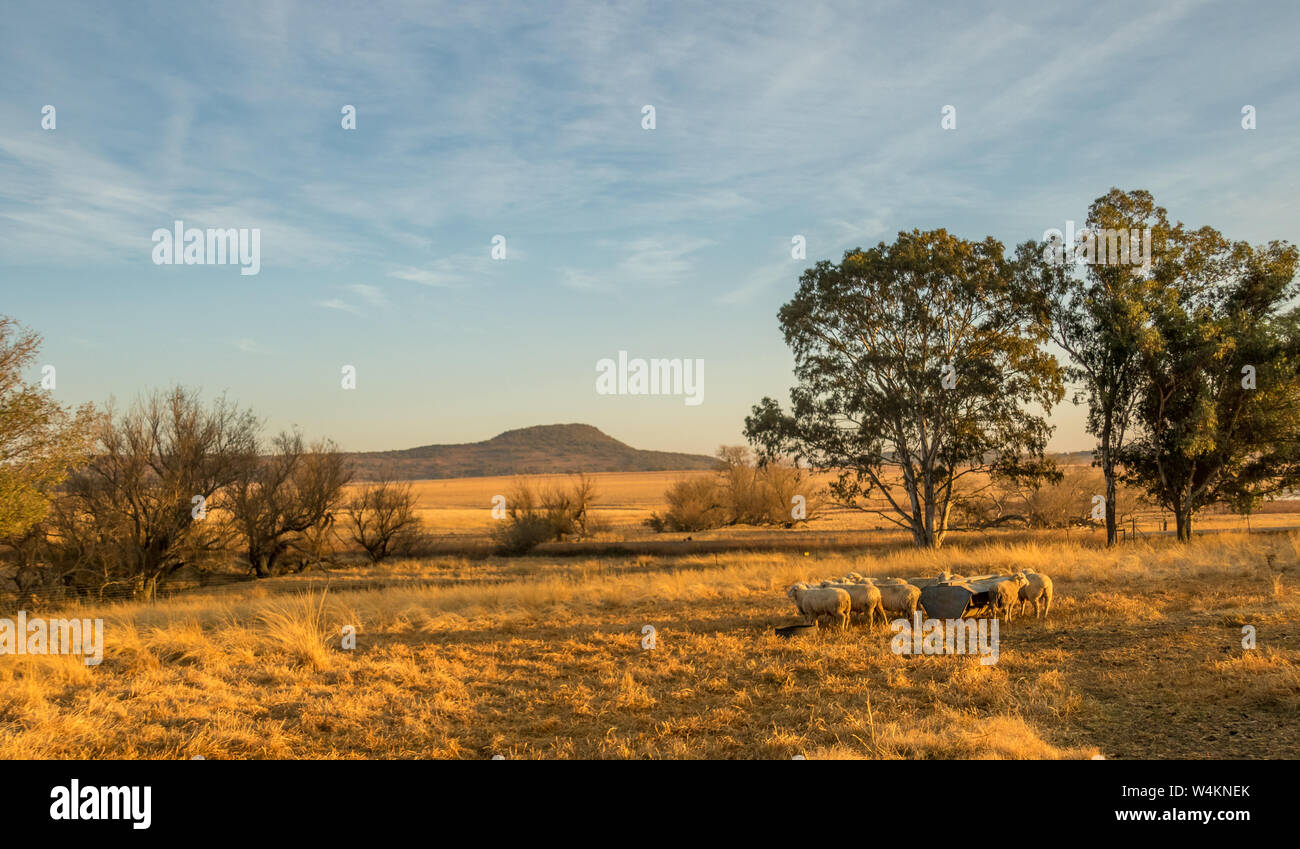 Sheep huddle together at a feeding spot on a cold winters morning image ...