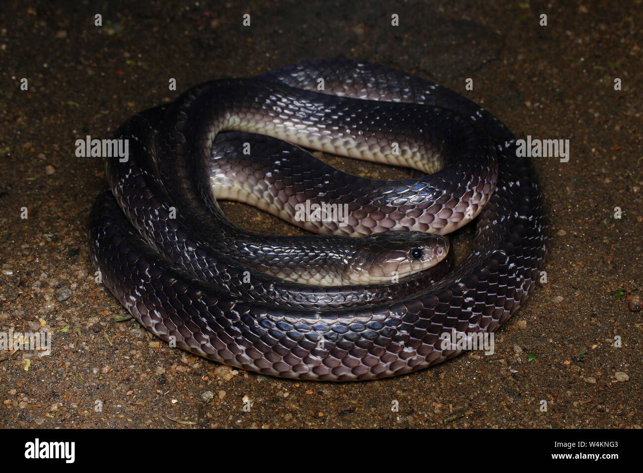 Common Krait , Sri Lankan Krait, Black Krait,Bungarus ceylonicus Stock ...