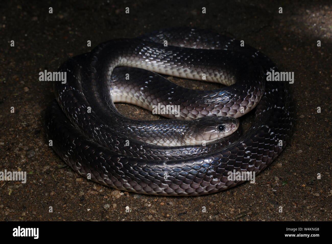 Common Krait , Sri Lankan Krait, Black Krait,Bungarus ceylonicus Stock ...