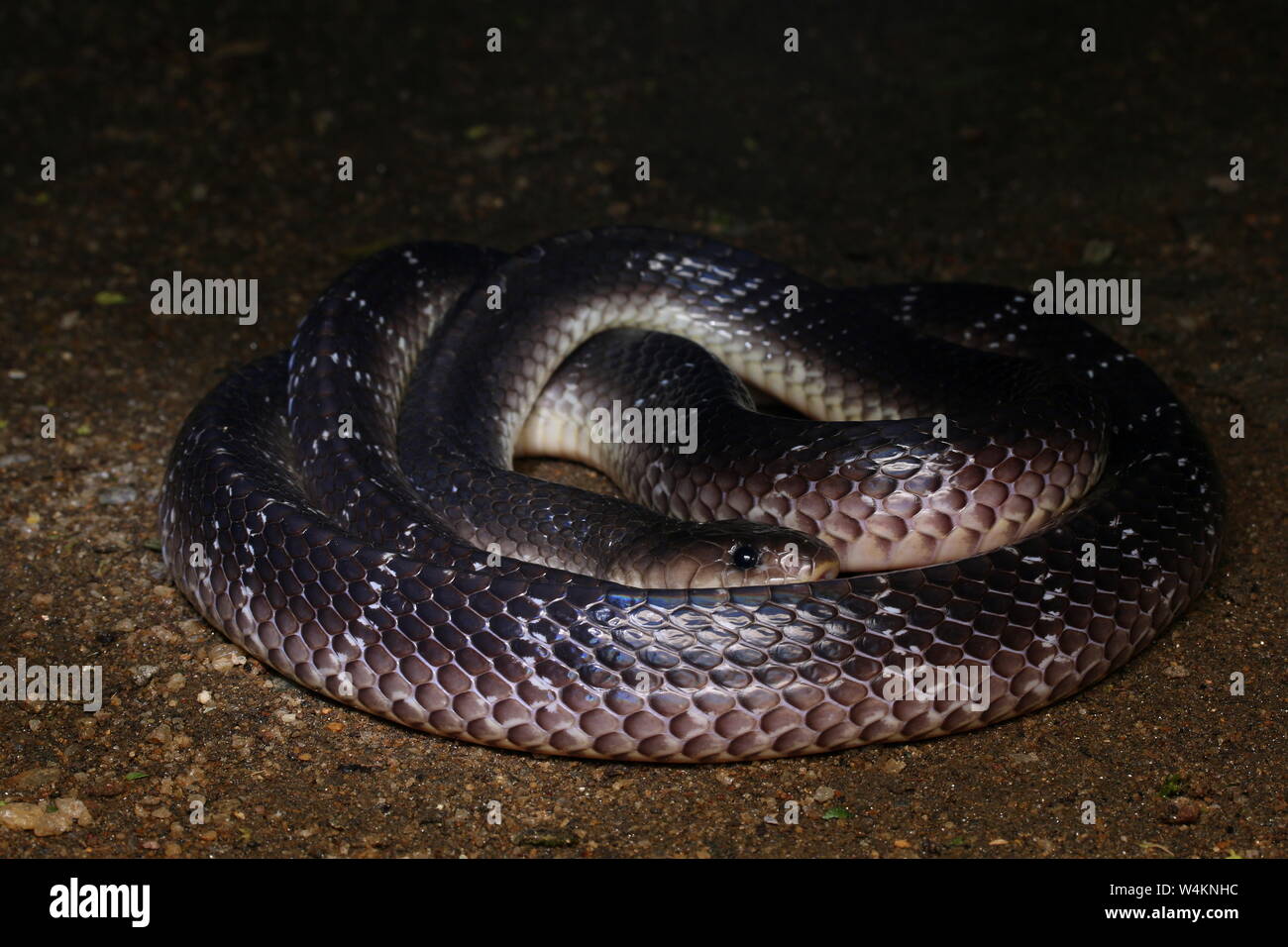 Common Krait , Sri Lankan Krait, Black Krait,Bungarus ceylonicus Stock ...