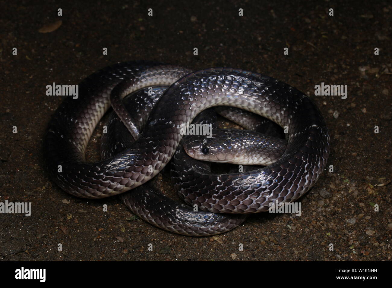 Common Krait , Sri Lankan Krait Stock Photo - Alamy