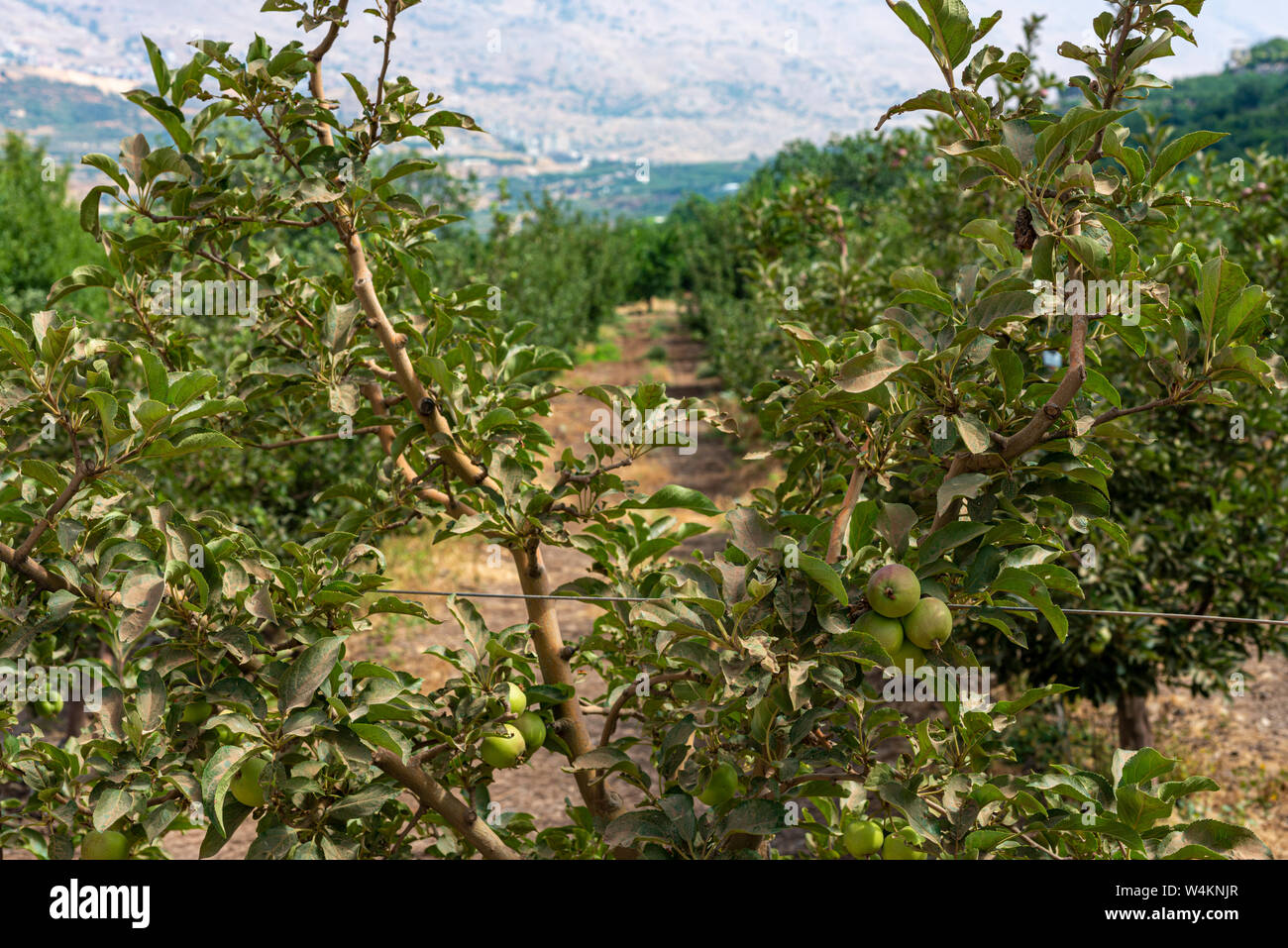 Young apple tree ripe hi-res stock photography and images - Alamy