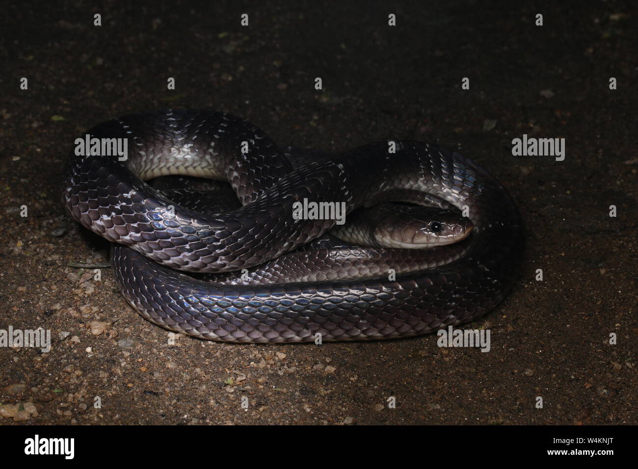 Common Krait High Resolution Stock Photography and Images - Alamy