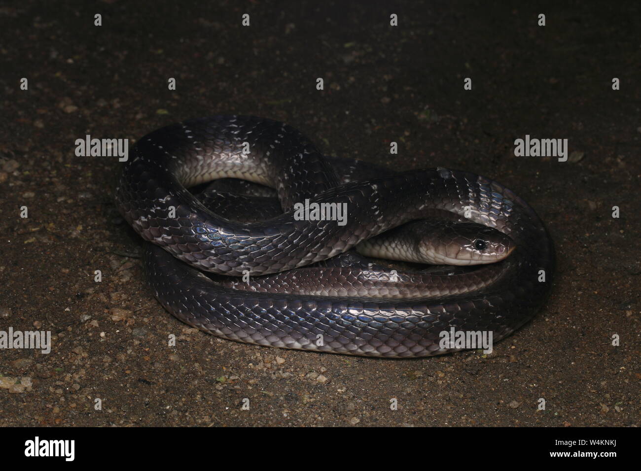 Common Krait , Sri Lankan Krait Stock Photo - Alamy