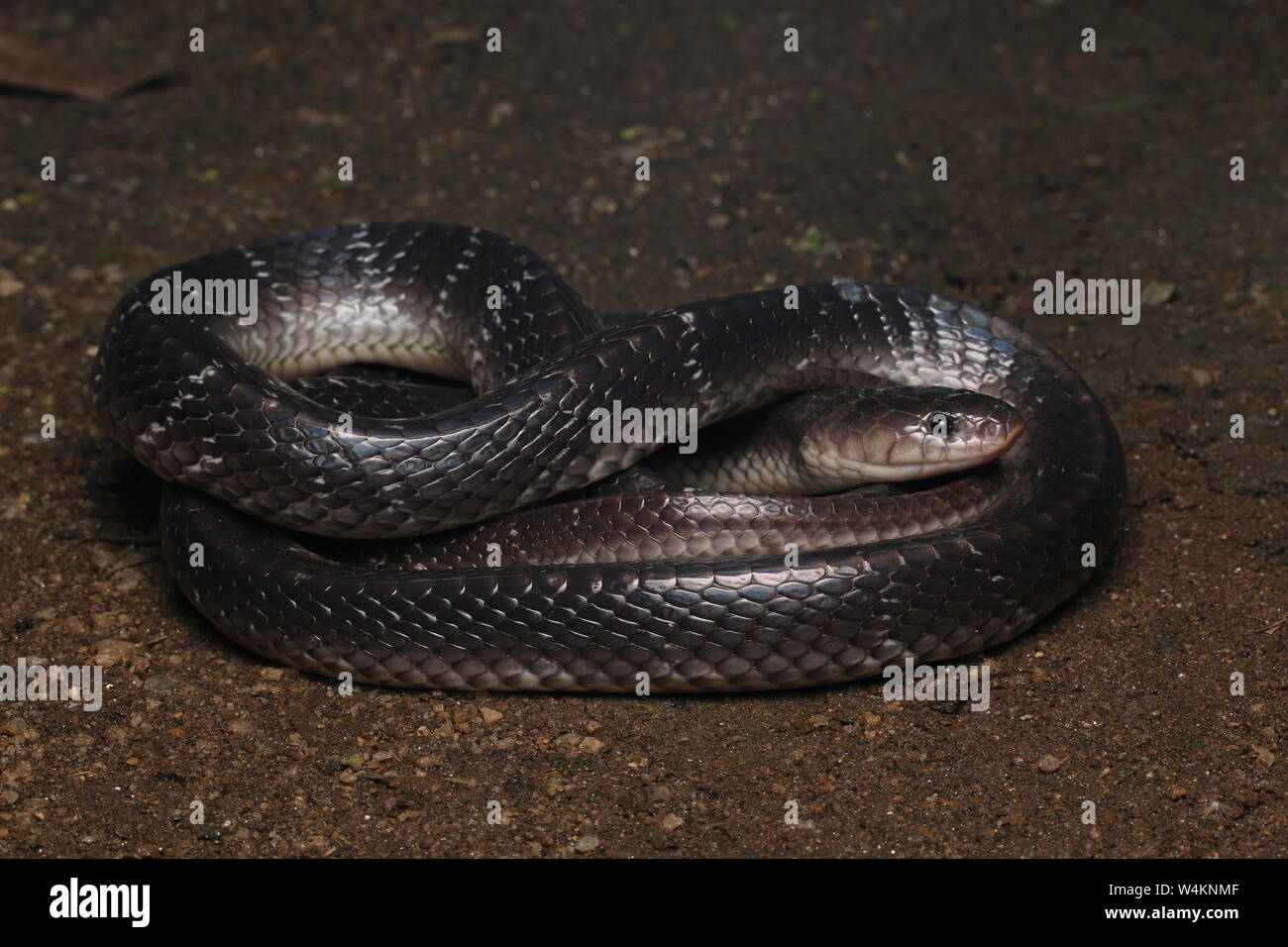 Common Krait , Sri Lankan Krait Stock Photo - Alamy