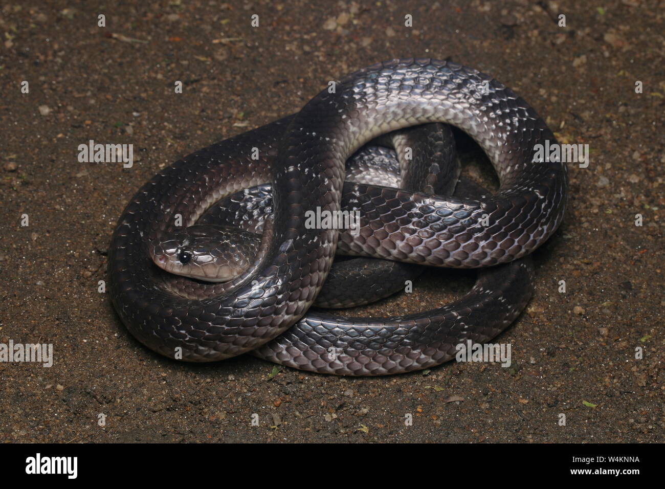 Common Krait , Sri Lankan Krait Stock Photo - Alamy