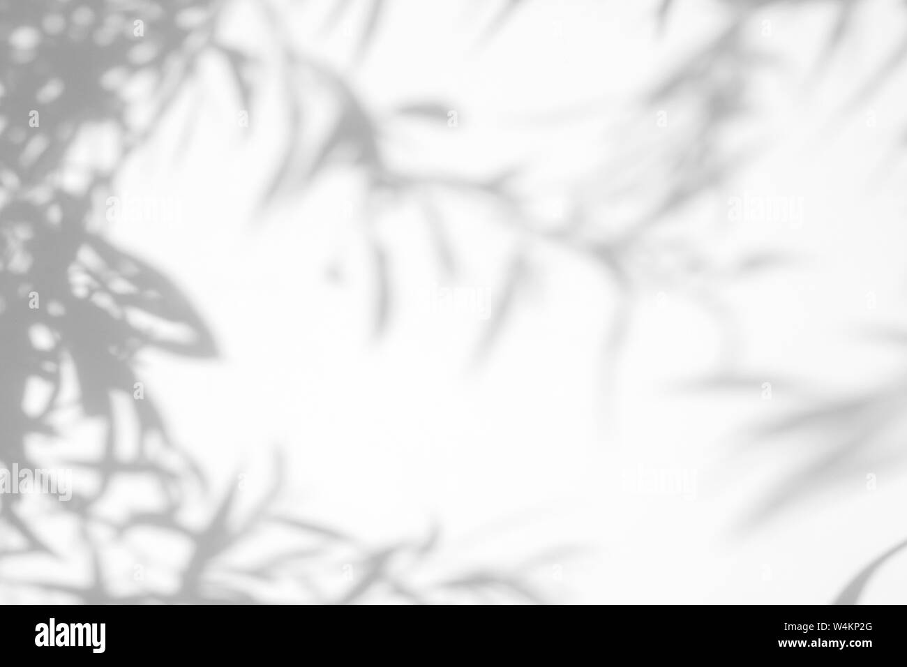 Gray shadow of the willow tree leaves on a white wall. Abstract neutral ...