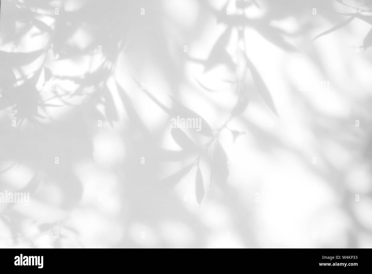 Gray shadow of the willow tree leaves on a white wall. Abstract neutral ...