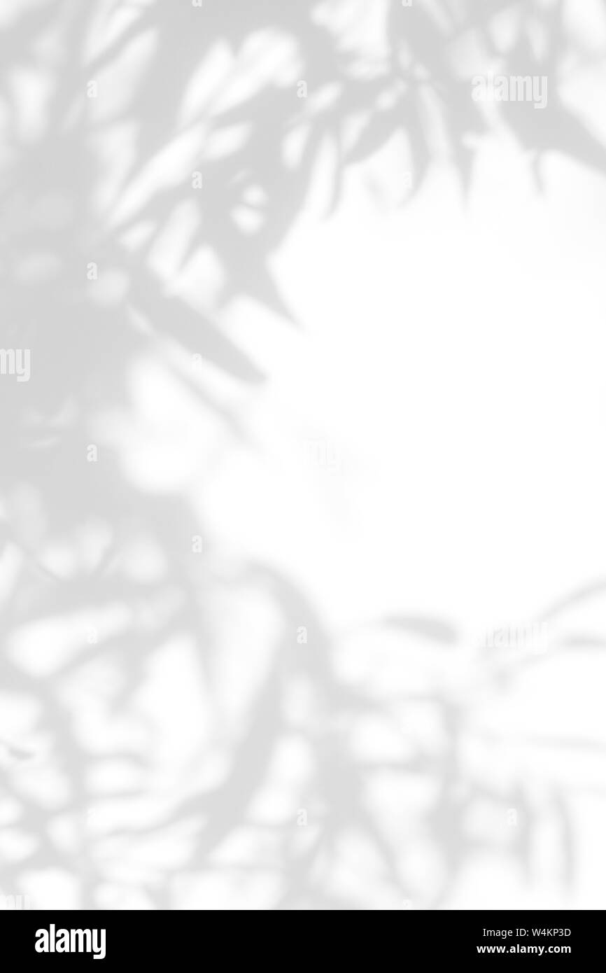 Gray shadow of the willow tree leaves on a white wall. Abstract neutral ...