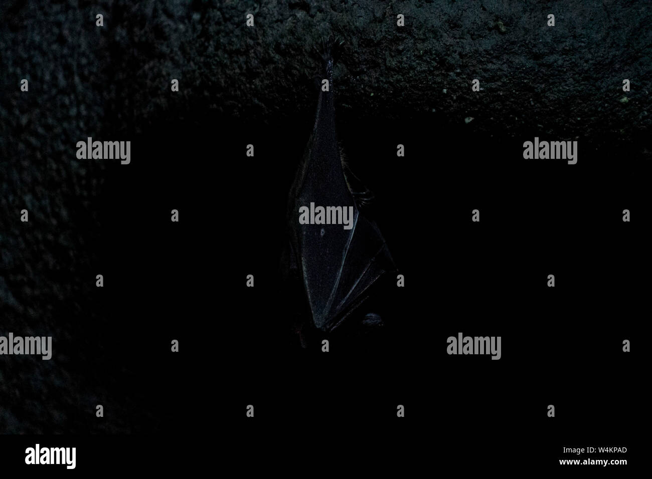 bat hanging from ceiling inside a dark cave Stock Photo - Alamy