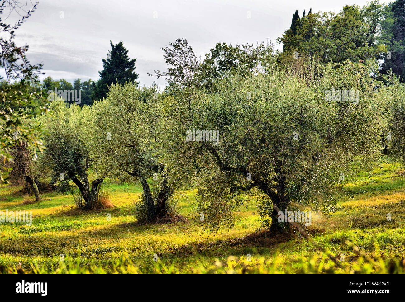 Olive trees garden. Mediterranean olive field ready for harvest ...
