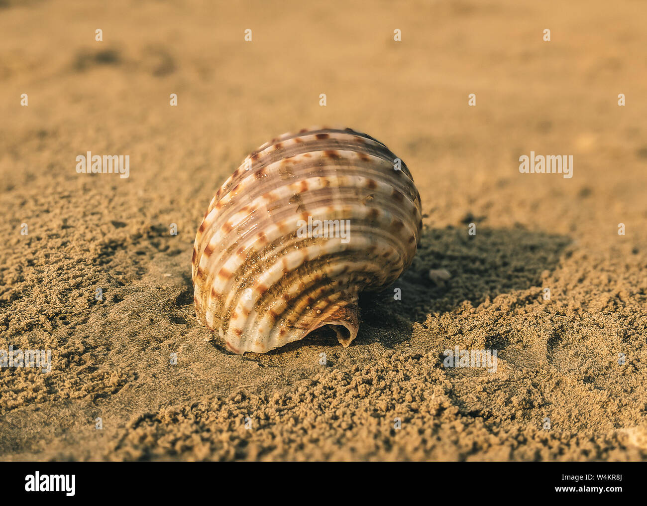 Conch Shell at the Seashore Stock Photo - Alamy