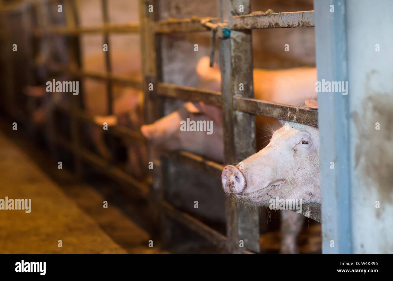 View of Inside of Big breeding pig farm Stock Photo - Alamy
