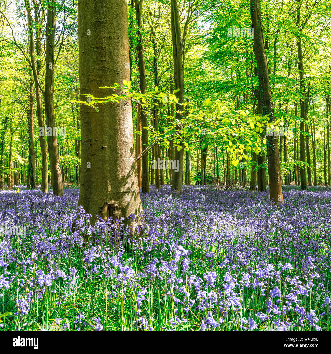 Bluebell woodland wallpaper hi-res stock photography and images - Alamy
