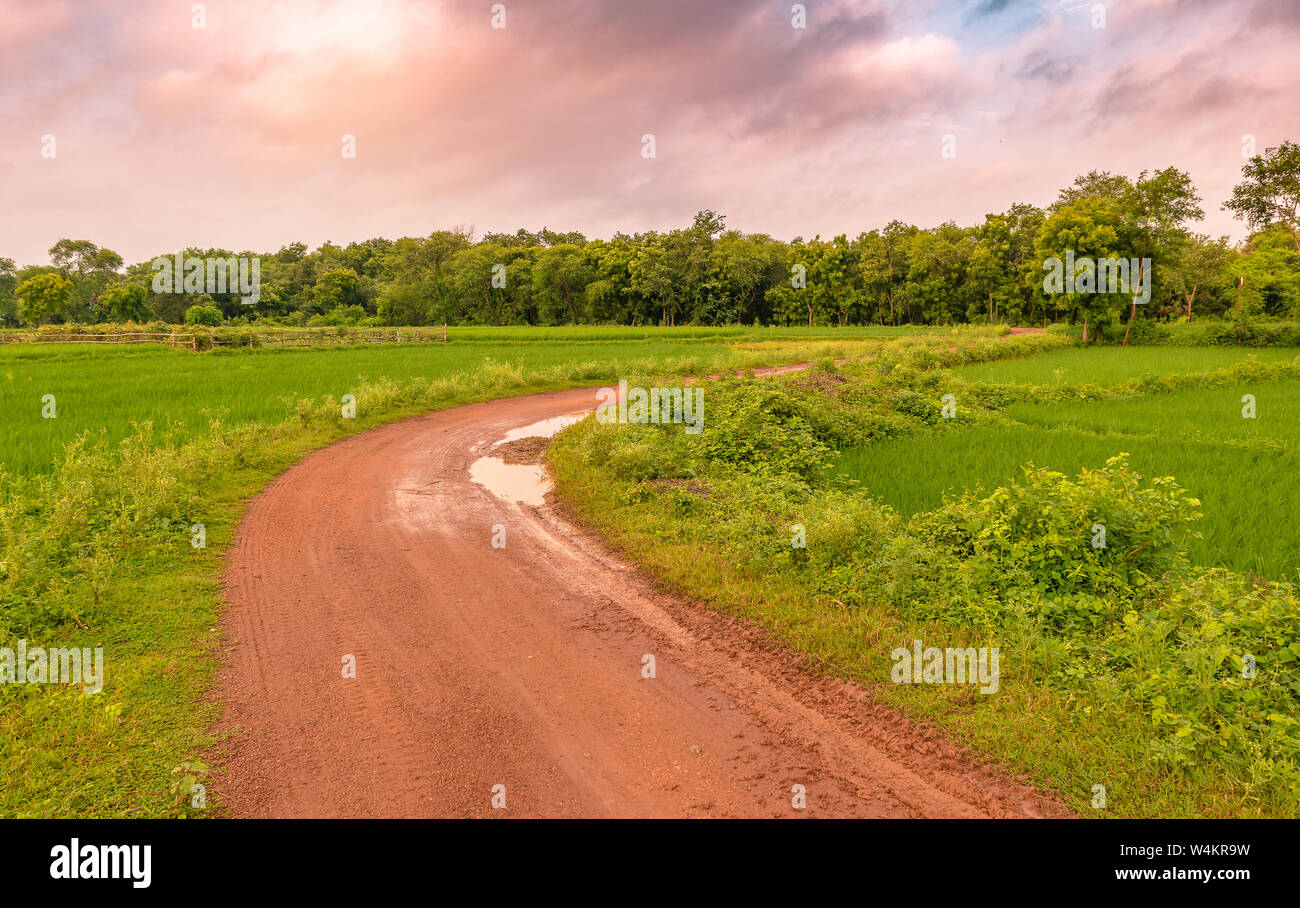 Indian Agricultural field with village road in the early morning Stock ...