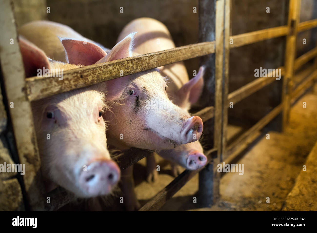 View of Inside of Big breeding pig farm Stock Photo - Alamy