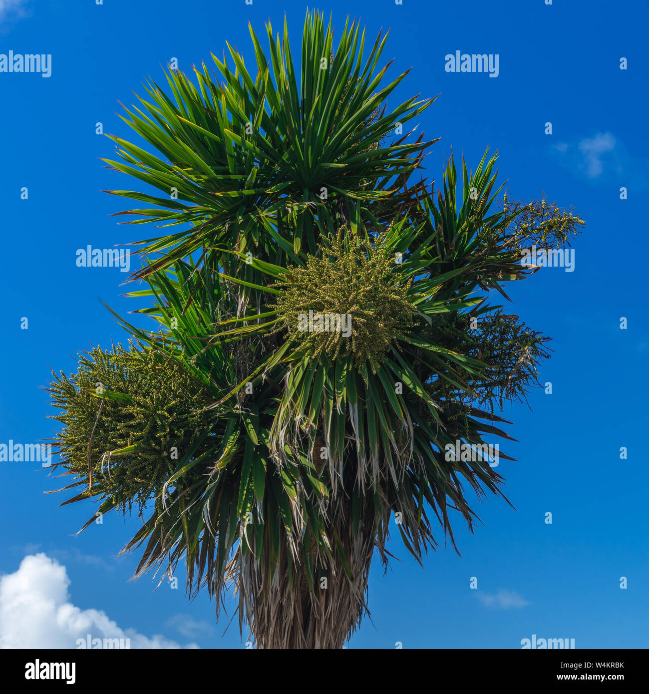 Palam tree hi-res stock photography and images - Alamy