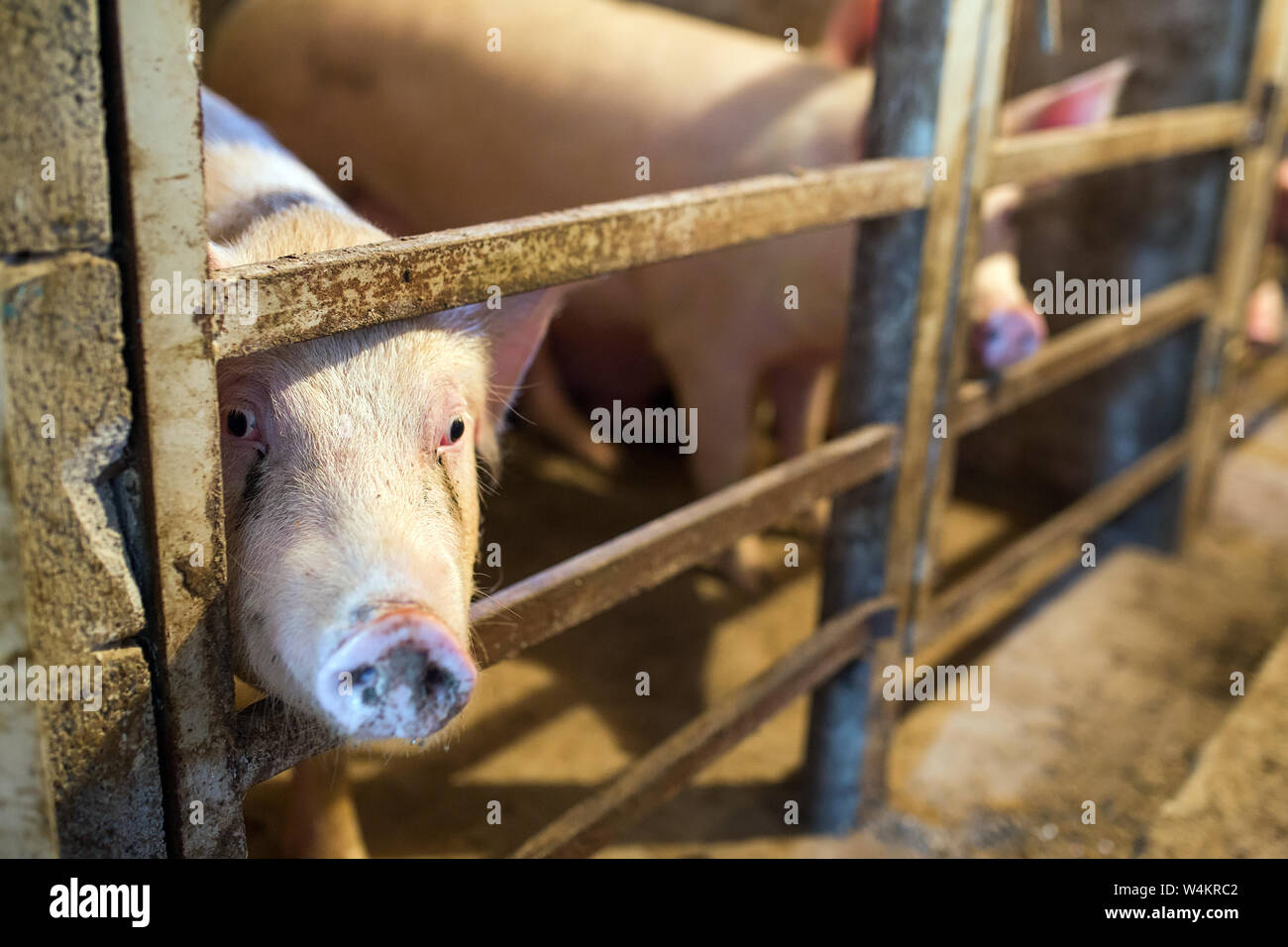 View of Inside of Big breeding pig farm Stock Photo - Alamy