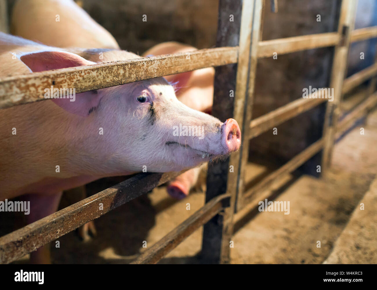 View of Inside of Big breeding pig farm Stock Photo - Alamy