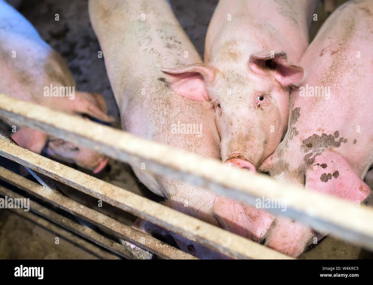 View of Inside of Big breeding pig farm Stock Photo - Alamy
