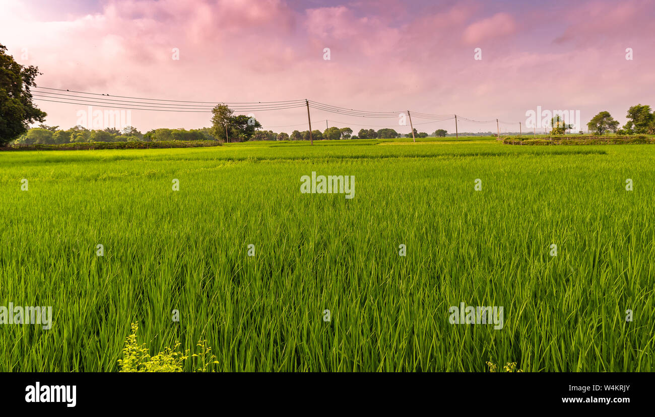 Indian Agricultural field with village road in the early morning Stock ...