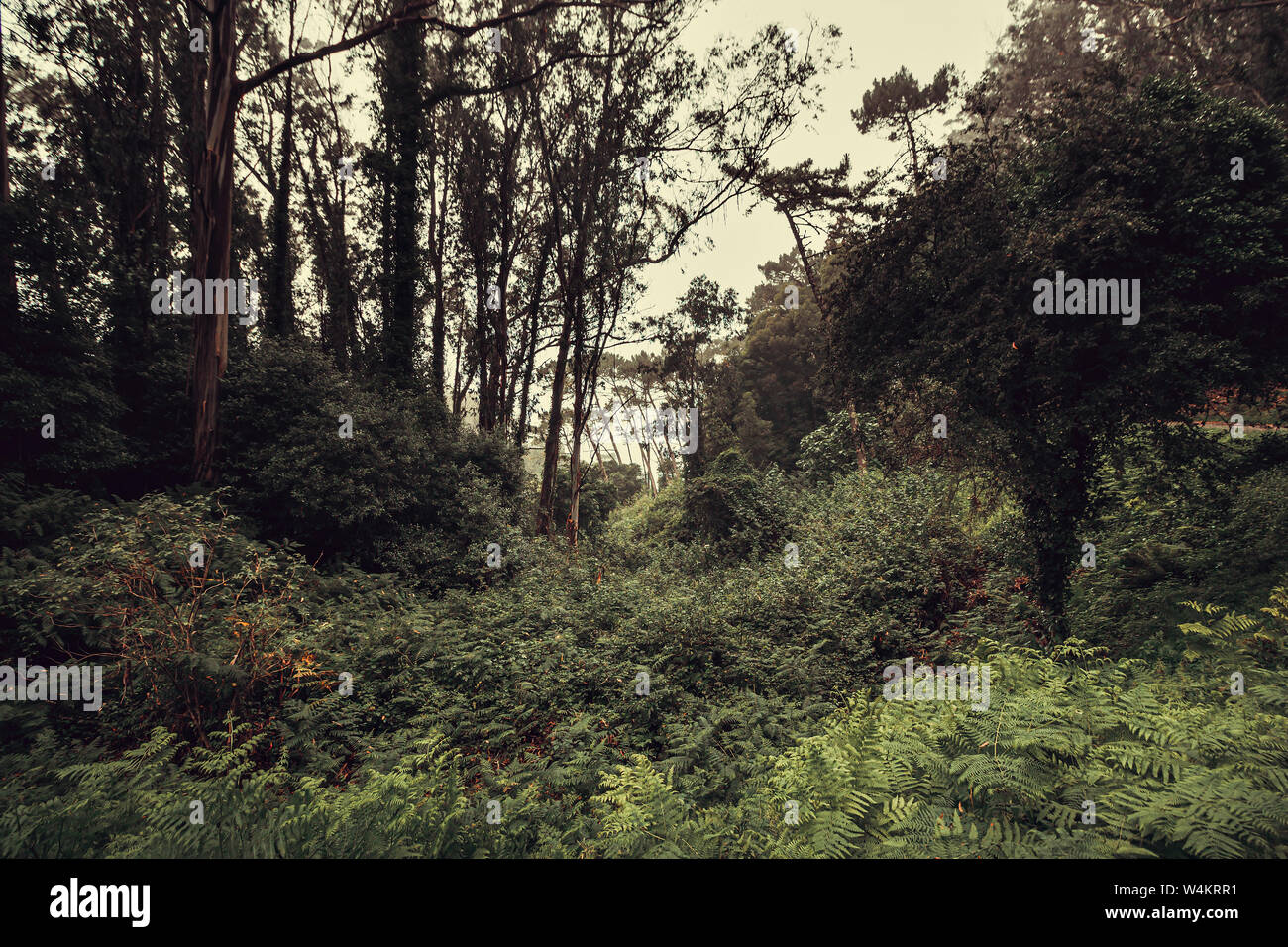 The mystical fog of the Sintra forest, Portugal Stock Photo - Alamy